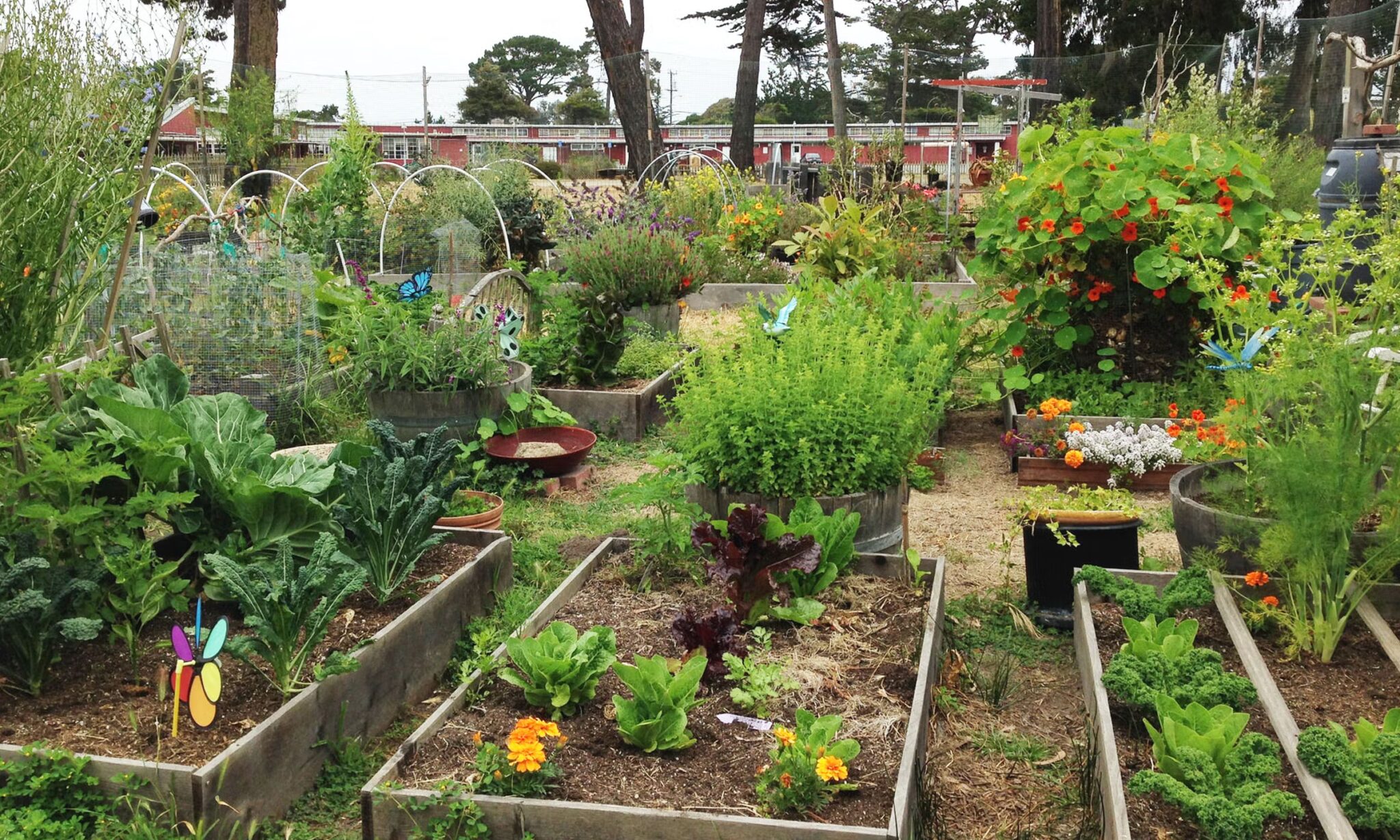 Backyard vegetable gardens are healthy for people and the planet. Here ...